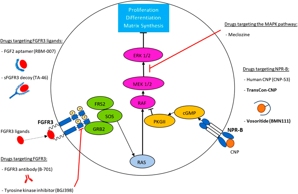 Vosoritide: A Breakthrough Treatment for Achondroplasia | LinkPeptide
